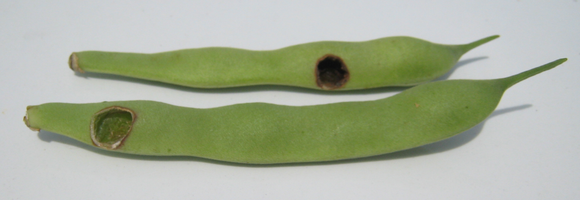 Western Bean Cutworm in Edible Beans – Field Crop News