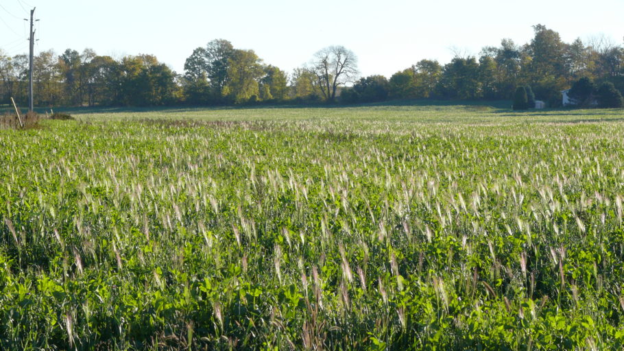 forages | Field Crop News