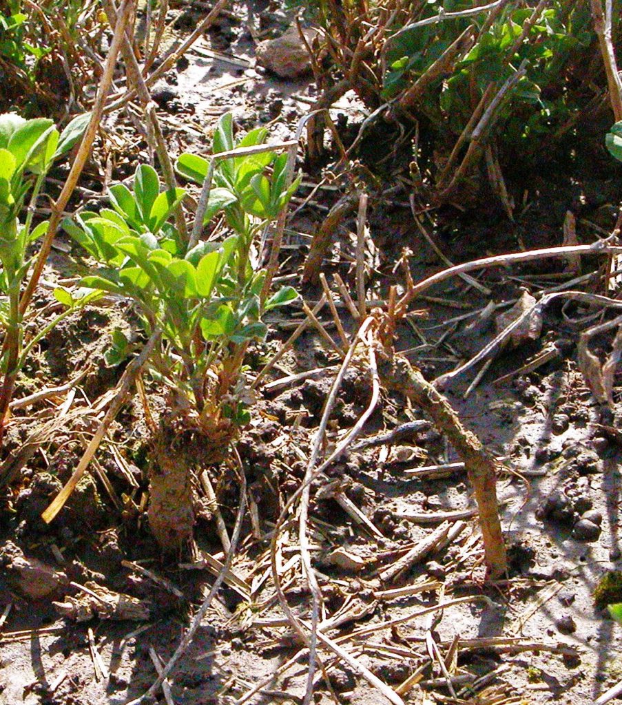 Frost heaving – Field Crop News