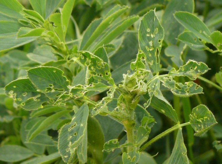 Pest Alert: Alfalfa Weevil and Leafhopper Numbers High – Field Crop News