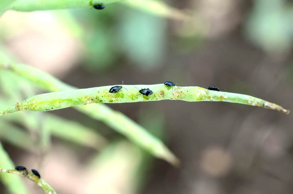 Flea Beetles Canola Pod Damage – Field Crop News