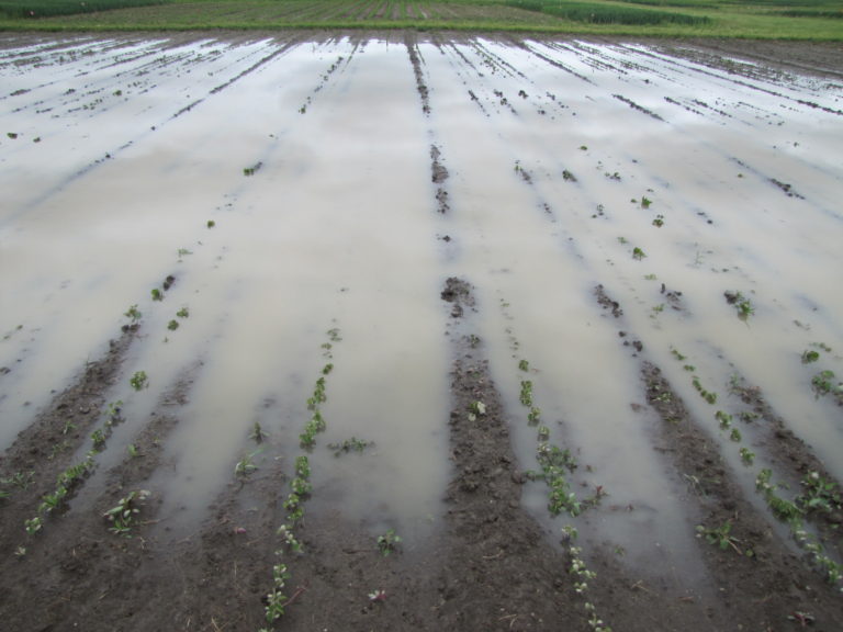 Flood Damaged Soybeans – Field Crop News