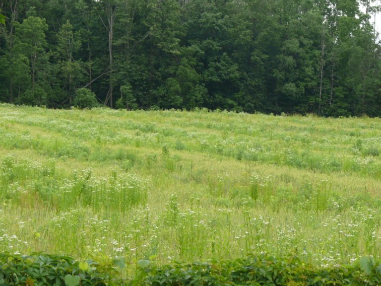 P1190854 small – Field Crop News