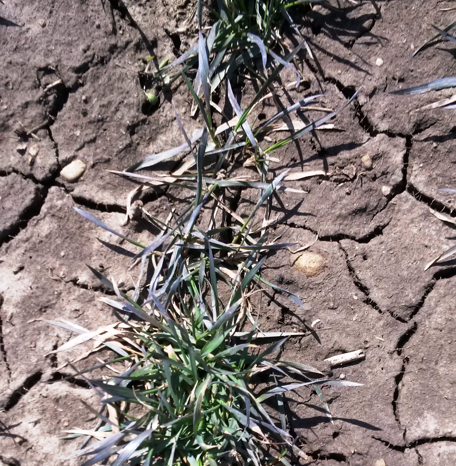 Episode 6 – OMAFRA Field Crop Update – Field Crop News