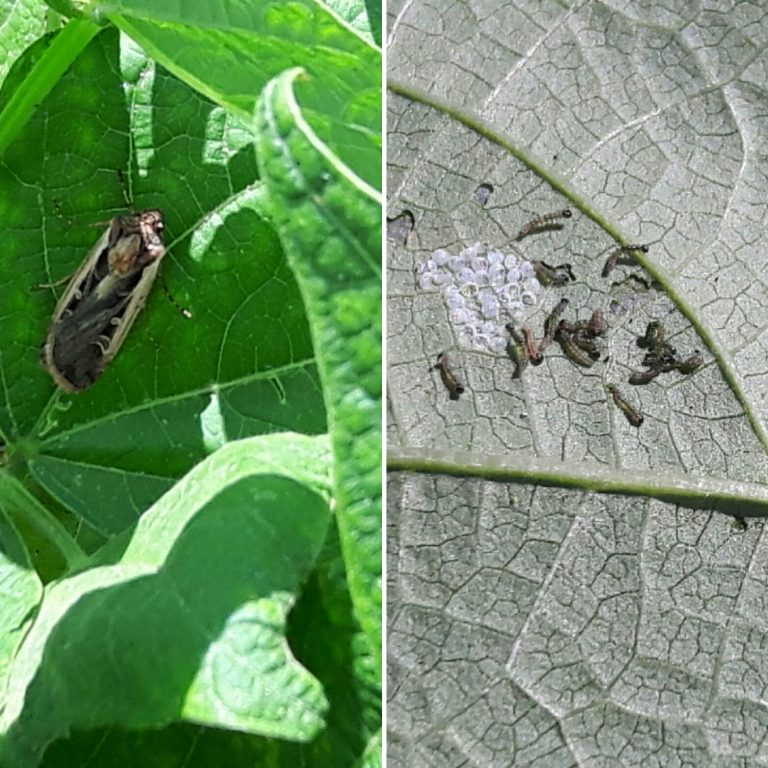 Western Bean Cutworm in Edible Beans – Field Crop News