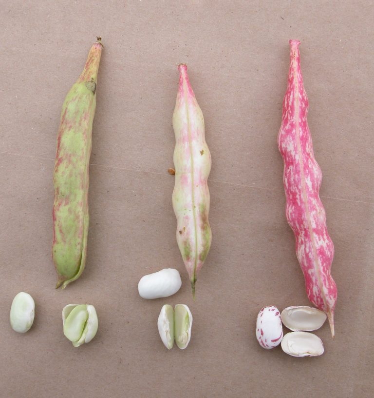 Timing Harvest Aid Treatments in Dry Edible Beans – Field Crop News