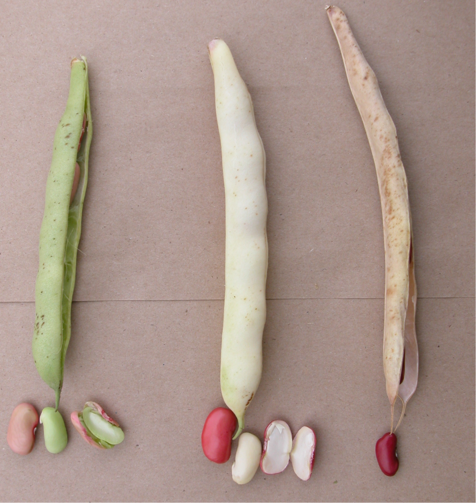 Timing Harvest Aid Treatments in Dry Edible Beans – Field Crop News
