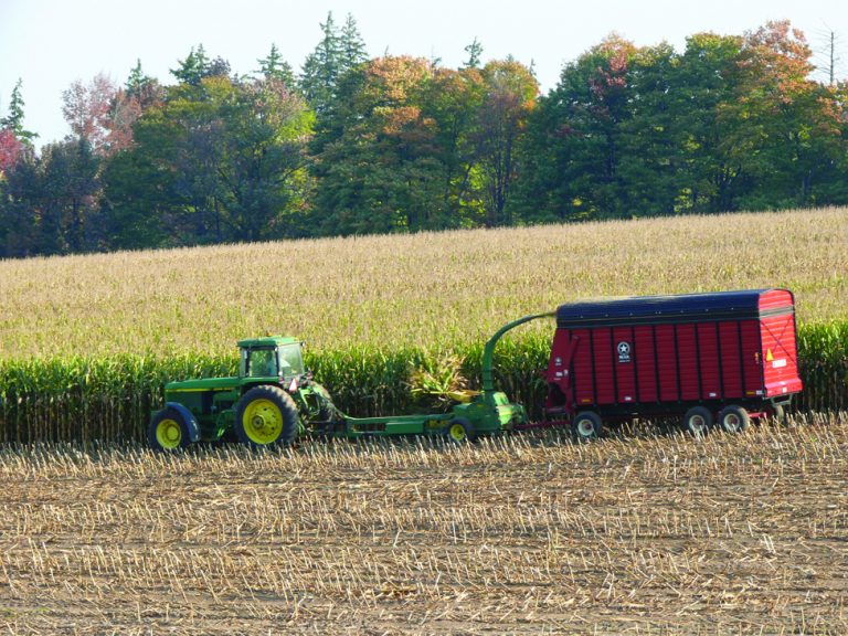Forage Options to Replace Silage Corn – Field Crop News