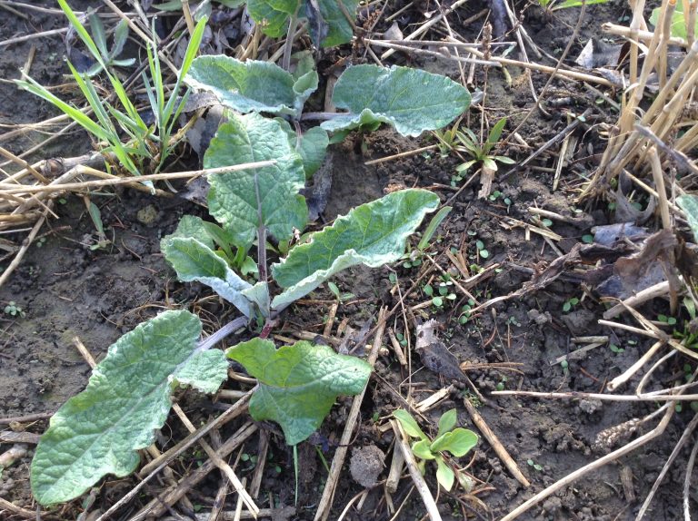 Controlling common burdock – Field Crop News