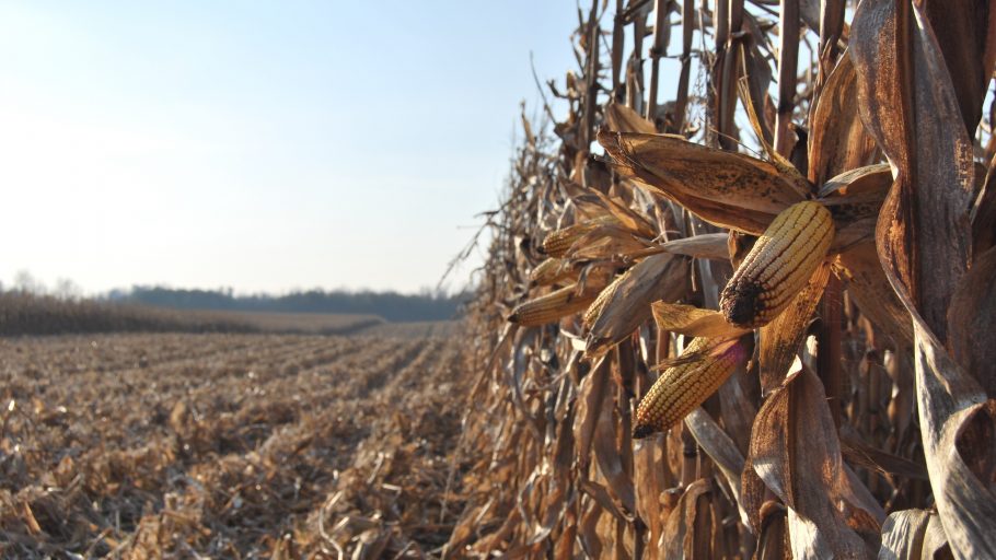 2017 Corn Seasonal Summary | Field Crop News