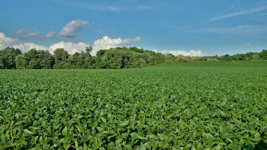 Interpreting Your Soil Test Results – Field Crop News