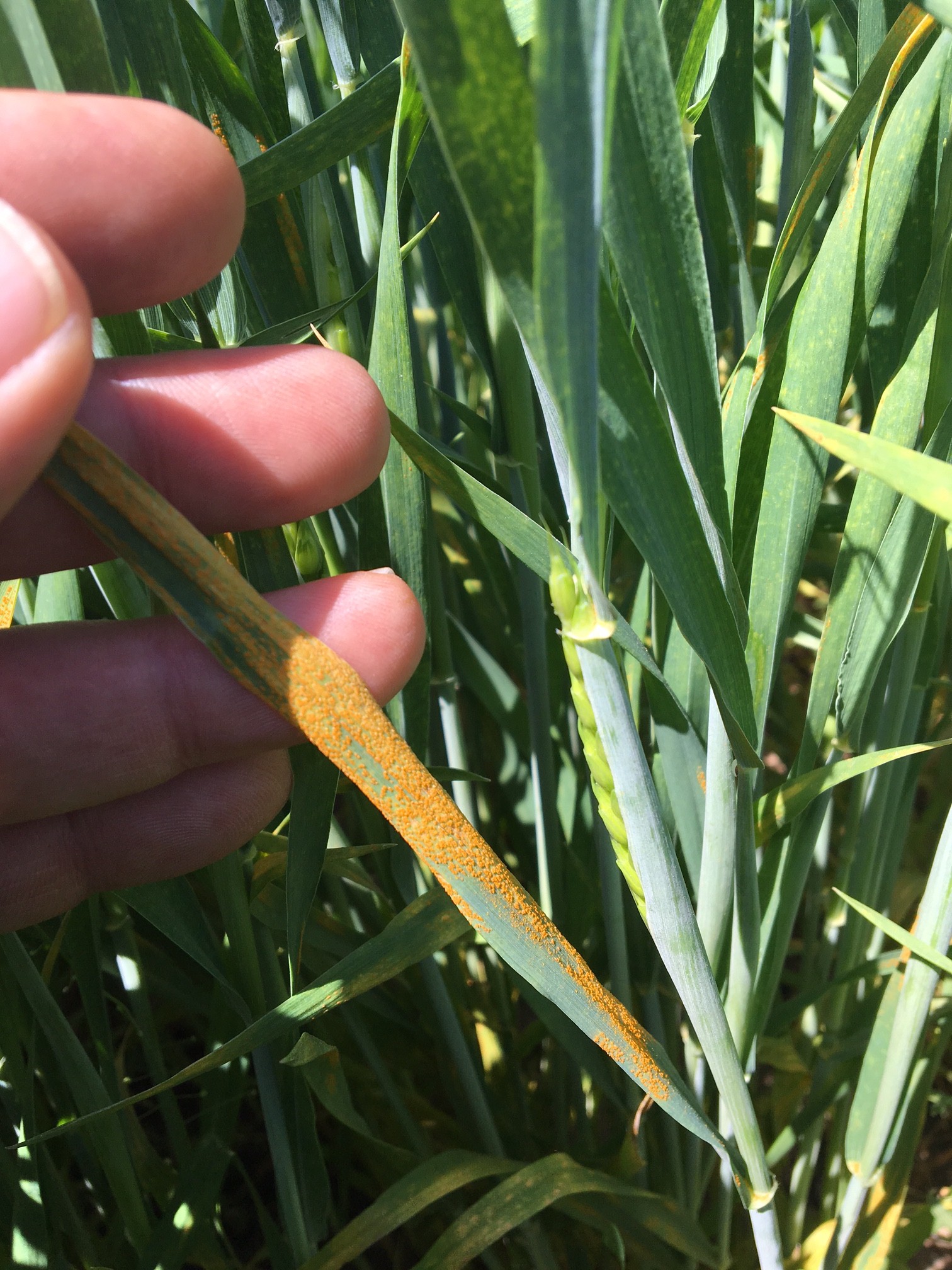 Stripe Rust – Field Crop News