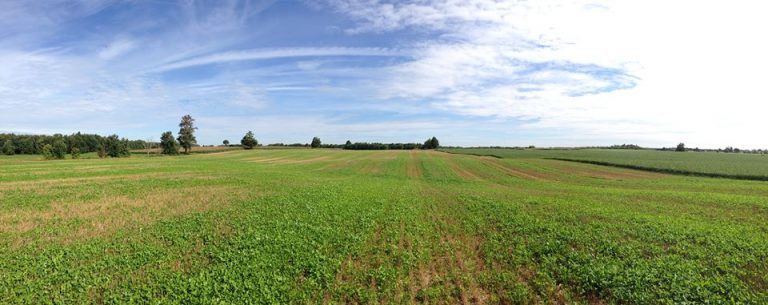 Cover Crops as a Soil Fertility Tool – Field Crop News