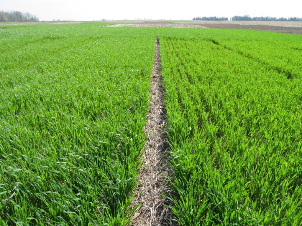 Phosphorus and Potassium Management for Corn, Soybeans, and Wheat ...