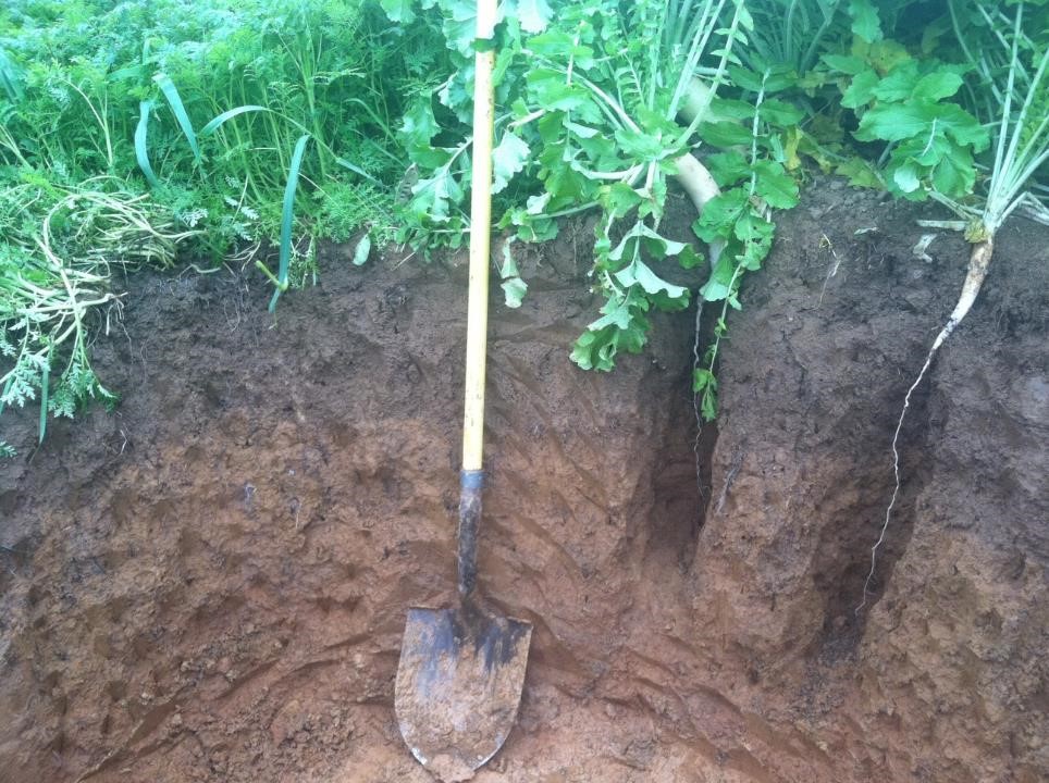 Cover Crops as a Soil Fertility Tool – Field Crop News