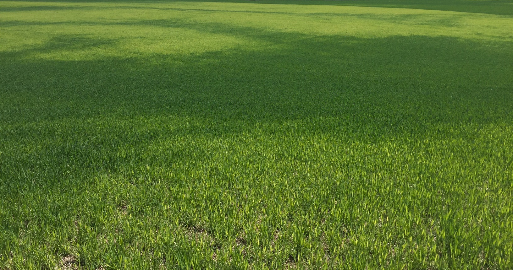 Sulphur Deficiency in Winter Wheat: Planning Ahead – Field Crop News