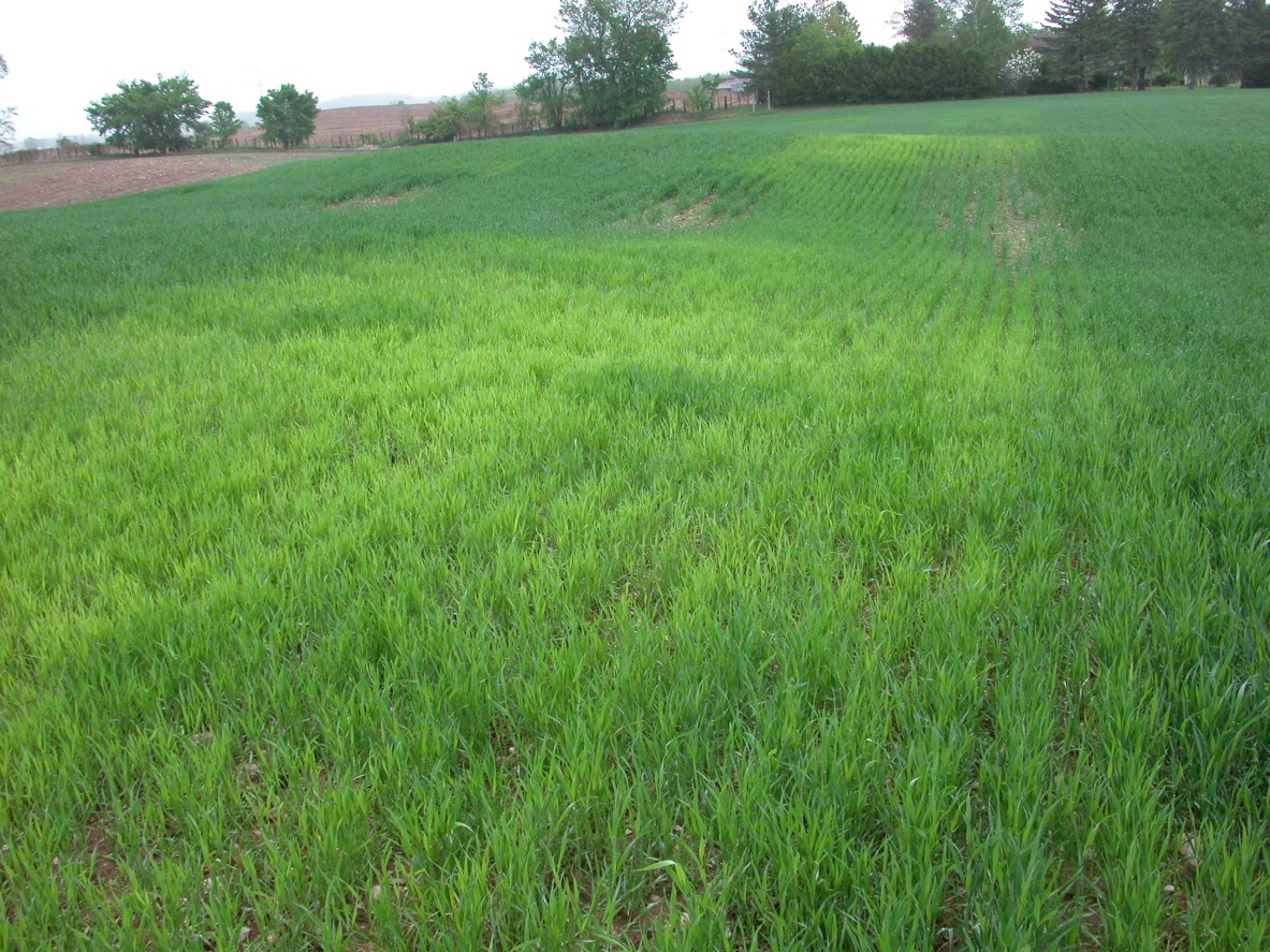 Sulphur Deficiency in Winter Wheat: Planning Ahead – Field Crop News