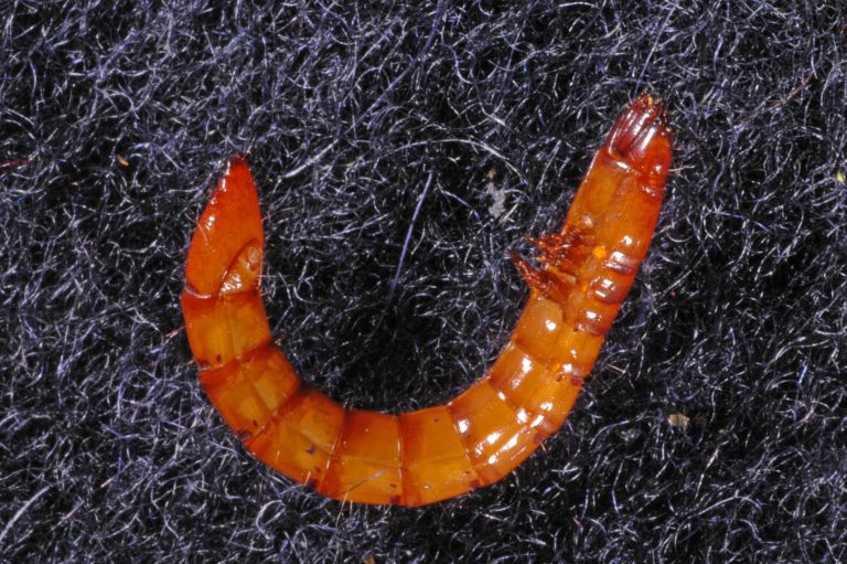 Conditions are Ideal for Wireworm and Grub Assessments – Field Crop News