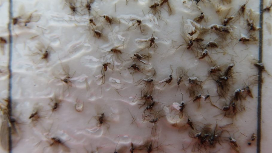 Swede midge beyond threshold in many regions | Field Crop News