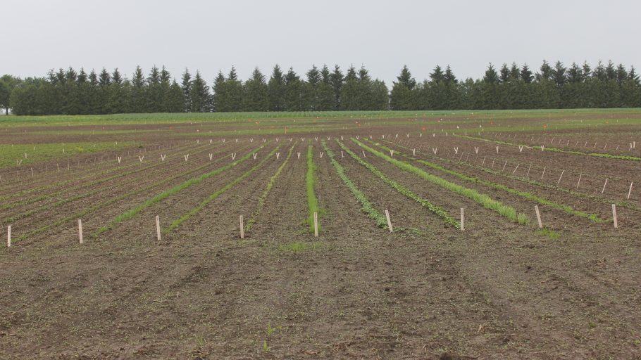 Weeds | Field Crop News