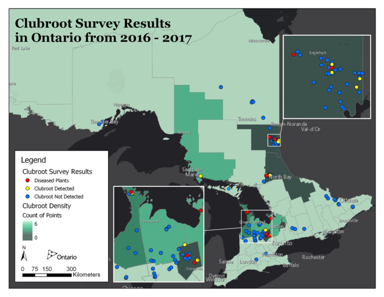 Update on Clubroot in Ontario – Distribution and Symptoms in 2017 ...