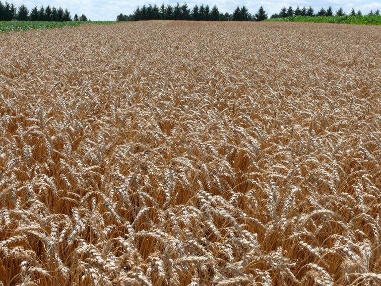 High Yield Wheat! – Field Crop News