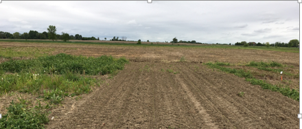 Red Clover added value to Corn! – Field Crop News