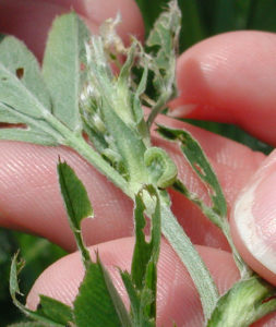 Alfalfa Weevil – Field Crop News