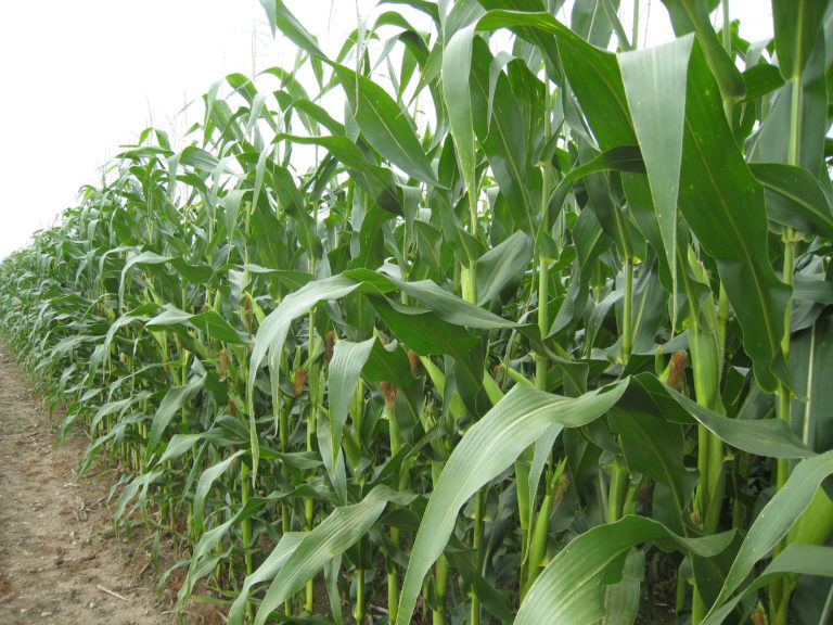 A Good Time to Review Resistance Management Strategies for Bt Corn ...