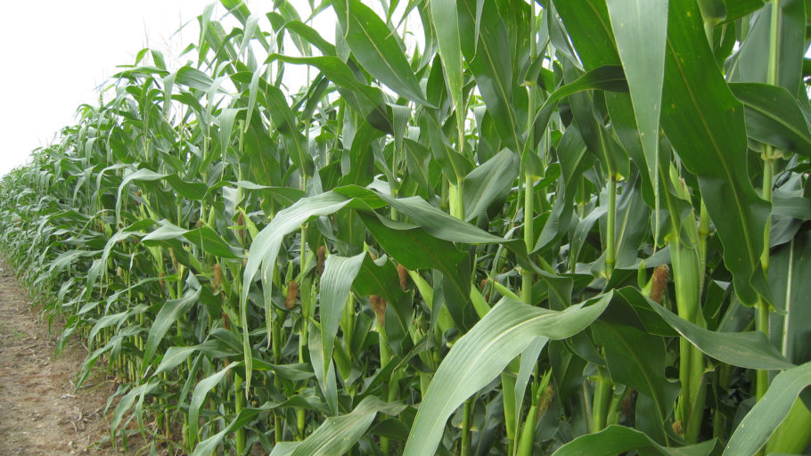 Bt corn | Field Crop News