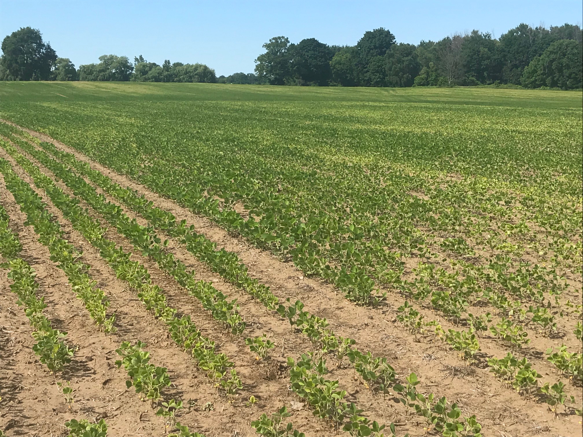Crop Report – June 28, 2018 – Field Crop News