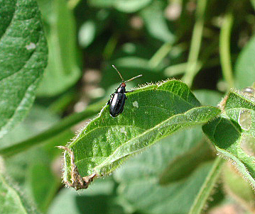 Red-headed Flea Beetles in Corn and Soys – Field Crop News