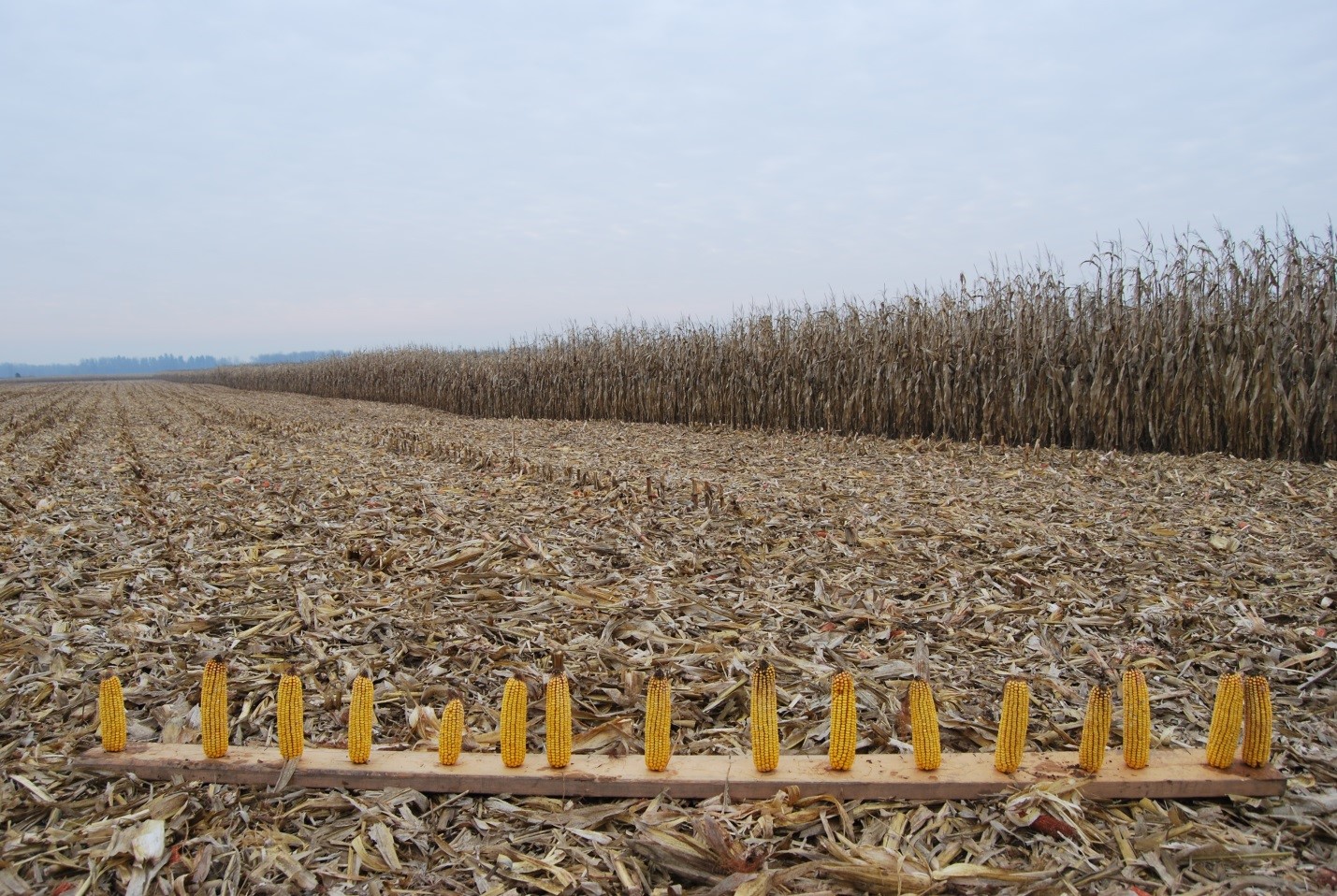 OMAFRA Field Crop Report – September 6, 2018 – Field Crop News