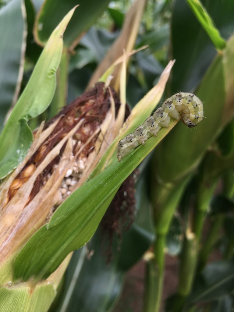 Corn Earworm Presence Higher Than Expected – Check Your Fields – Field ...