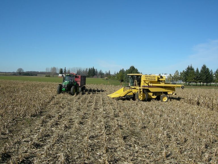 Destroying a Corn Crop at Harvest Time – Field Crop News