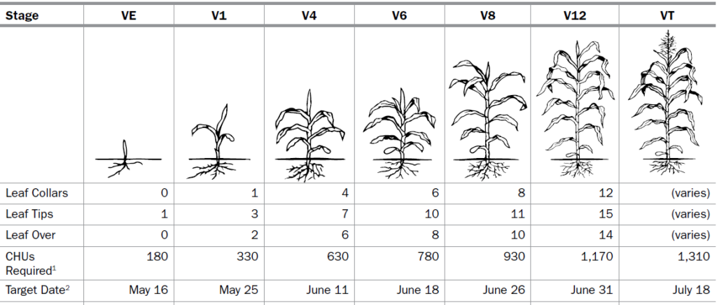 Fine-tuning Nitrogen Strategies on Corn – Field Crop News