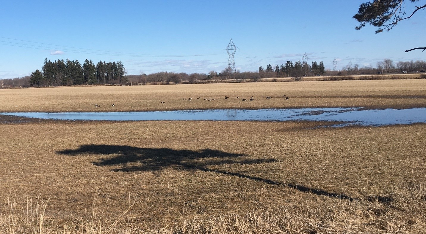 Ontario Field Crop Report – Week of April 15th, 2019 – Field Crop News