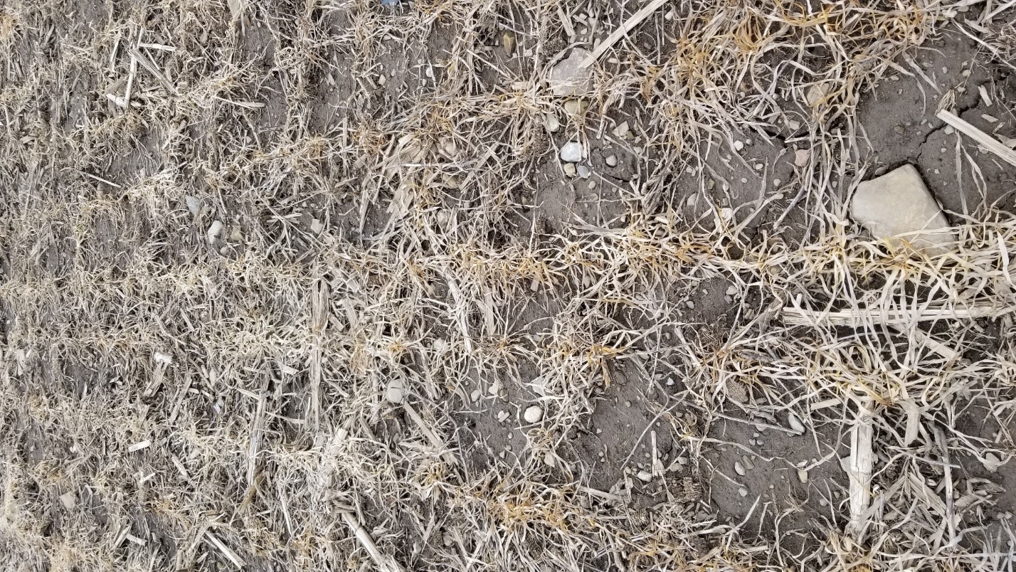 Ontario Field Crop Report – Week of April 15th, 2019 – Field Crop News