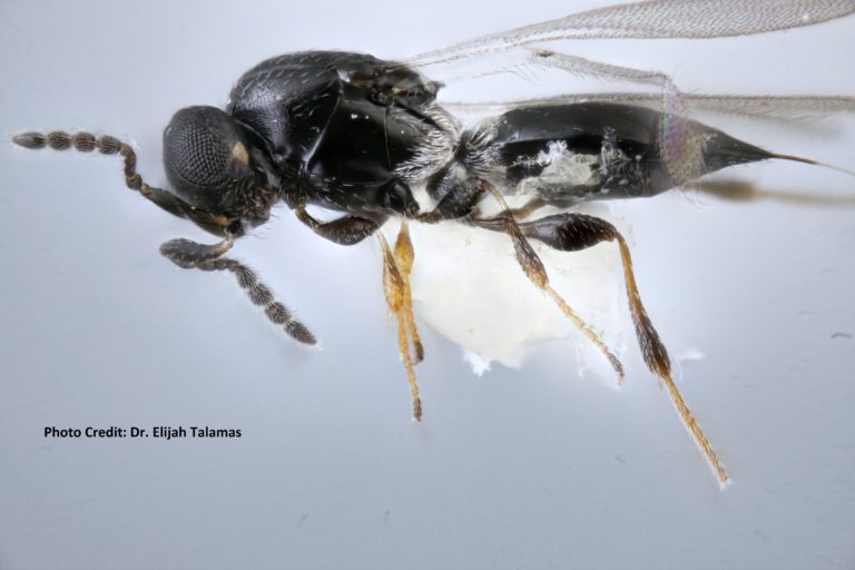Biological Control for Swede Midge and its Parasitoid in Ontario ...
