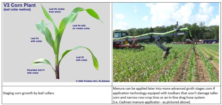 Consider Planting Corn First and Spreading Manure Later – Field Crop News