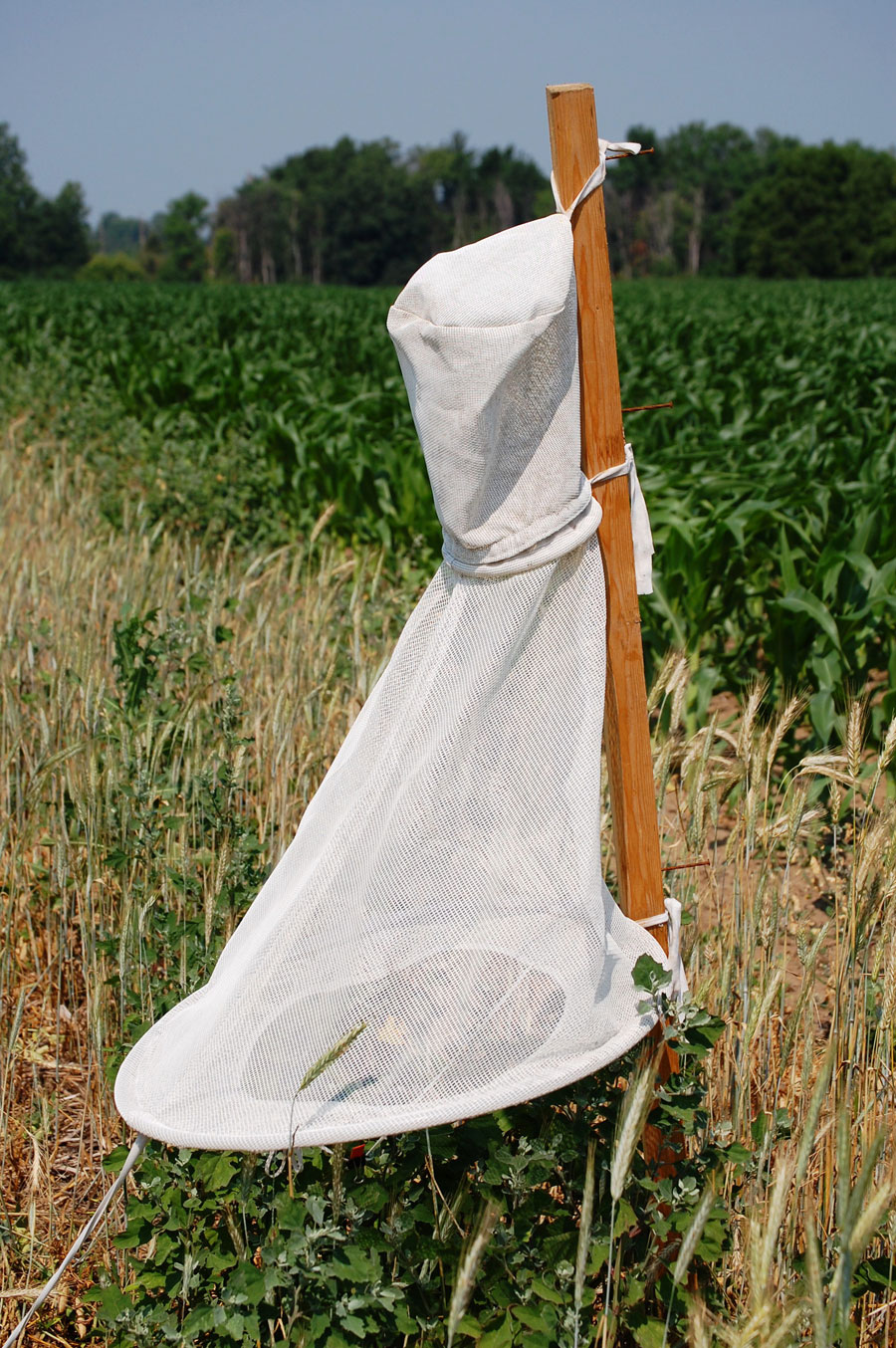 European Corn Borer Trapping Instructions and Resources – Field Crop News