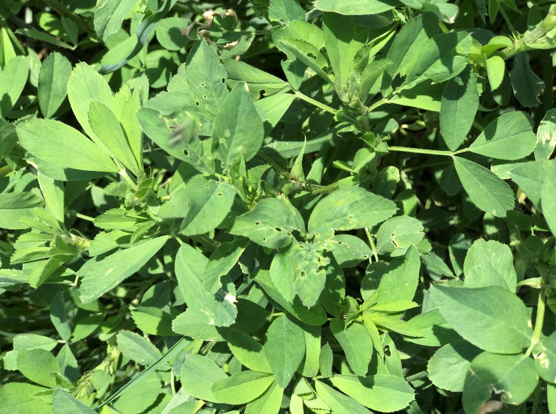 Ontario Field Crop Report – Week of June 3rd, 2019 – Field Crop News