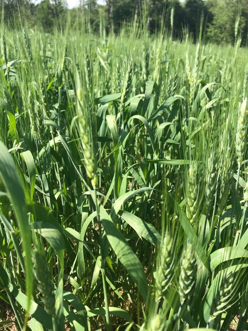 Ontario Field Crop Report – Week of June 10th, 2019 – Field Crop News