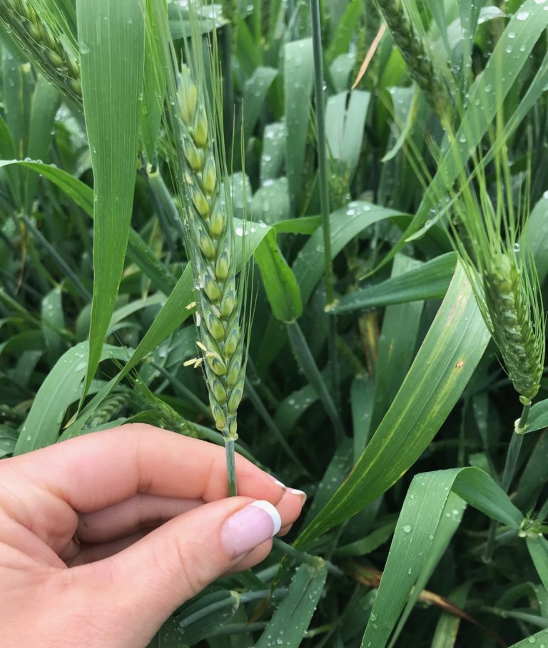What’s up with Wheat – Diseases – Field Crop News