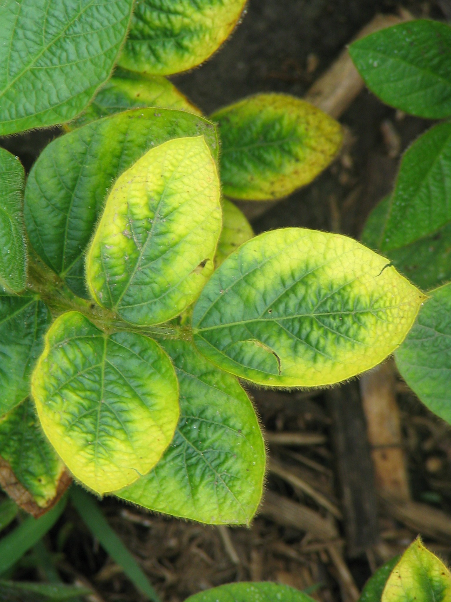 Soybean Management – Field Crop News