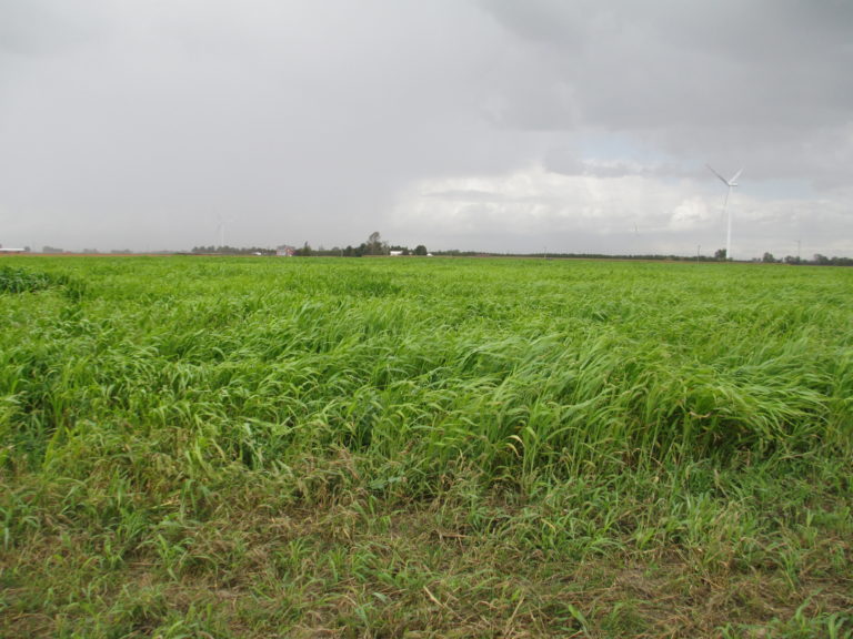 Forage Options for Unseeded Fields – Field Crop News