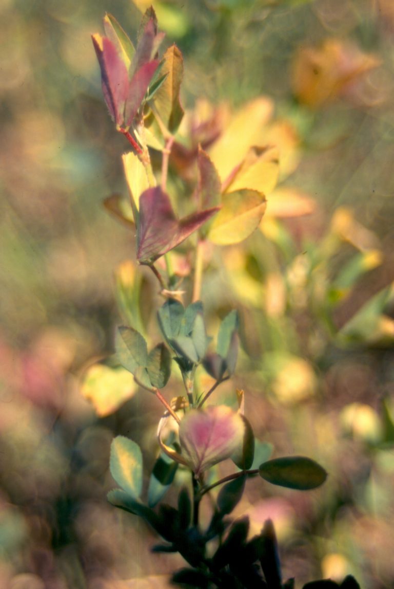 Diagnosing Nutrient Deficiencies – Field Crop News