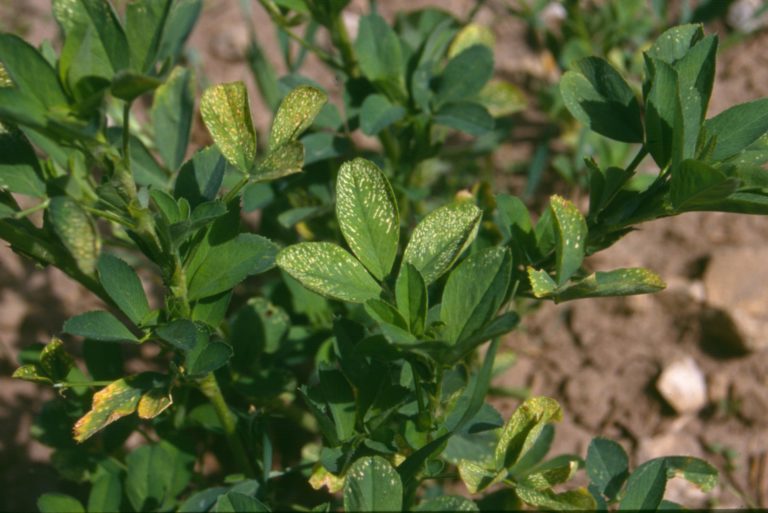 Diagnosing Nutrient Deficiencies – Field Crop News