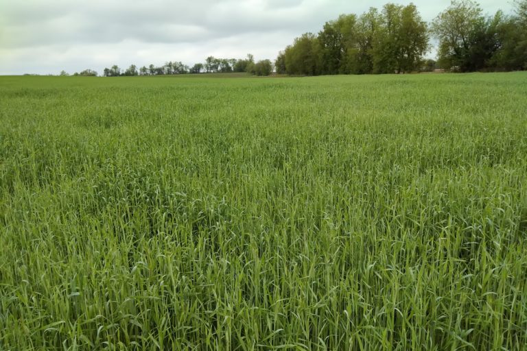 Get a Jump on Early Spring Forage – Field Crop News