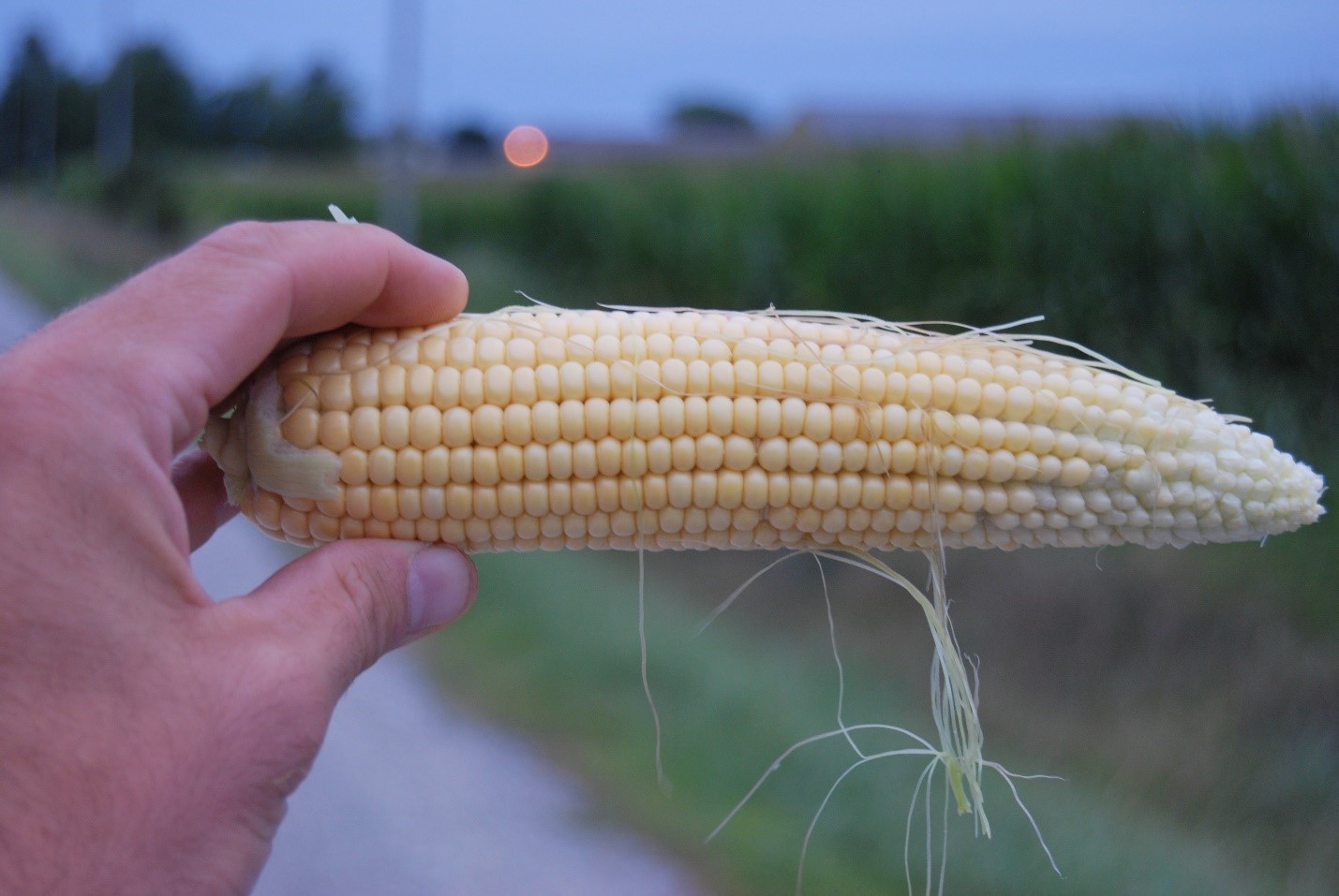 Ontario Field Crop Report – Week of September 2, 2019 – Field Crop News